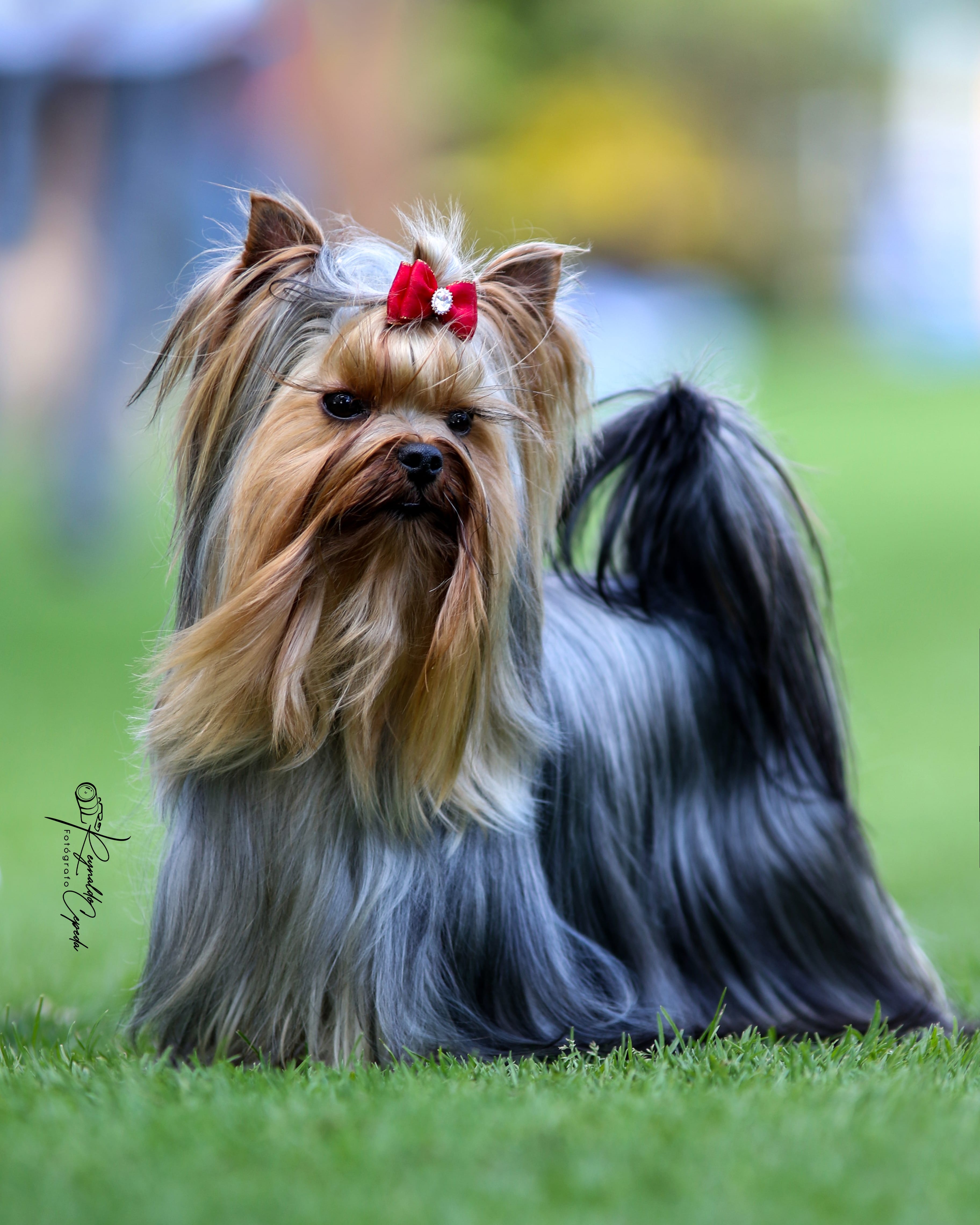 Cachorros De Yorkshire Terrier Venta Cachorros Yorkie | Venta De