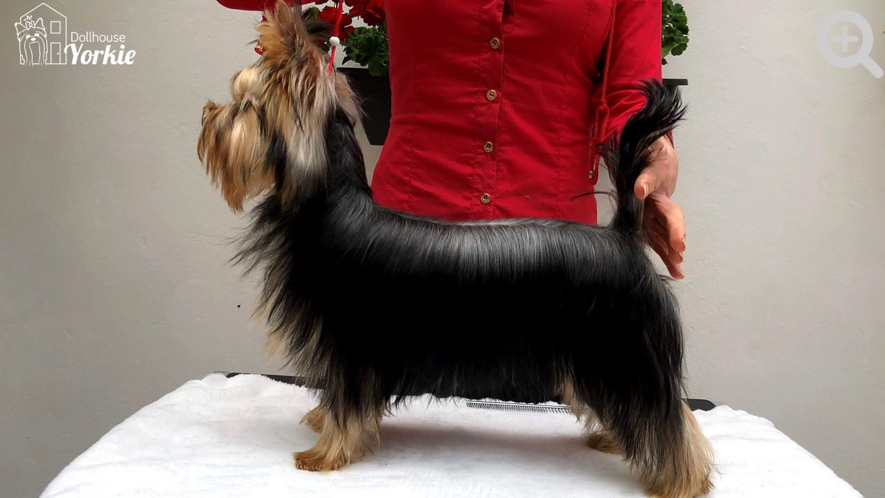 Cachorros de Yorkie en Colombia - Dollhouse Yorkie